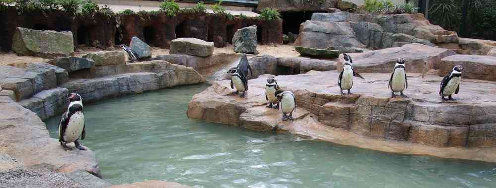 Paradise Park Wildlife Sanctuary, Hayle | Cornish Secrets