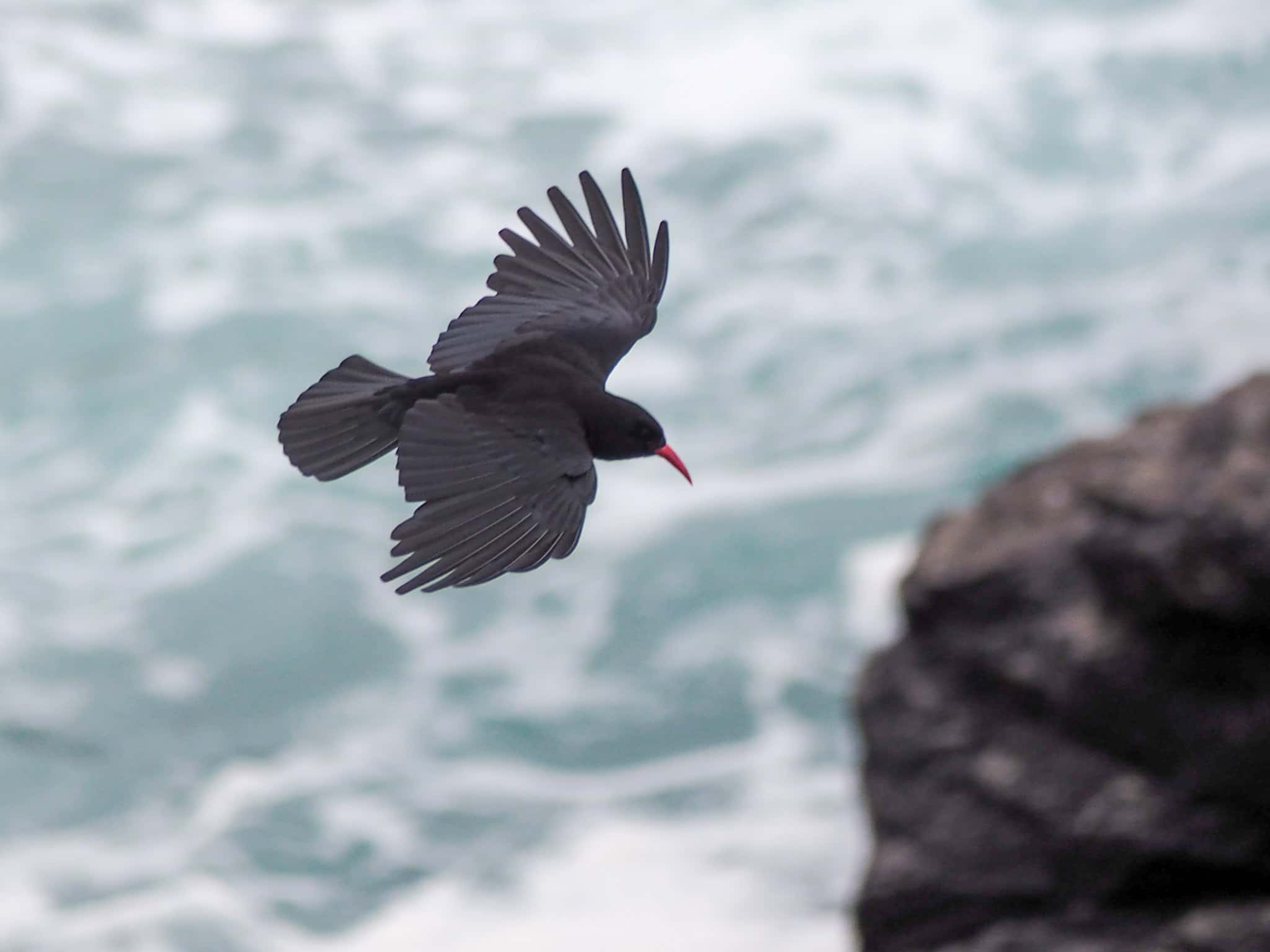 Bird Watching | Cornish Secrets