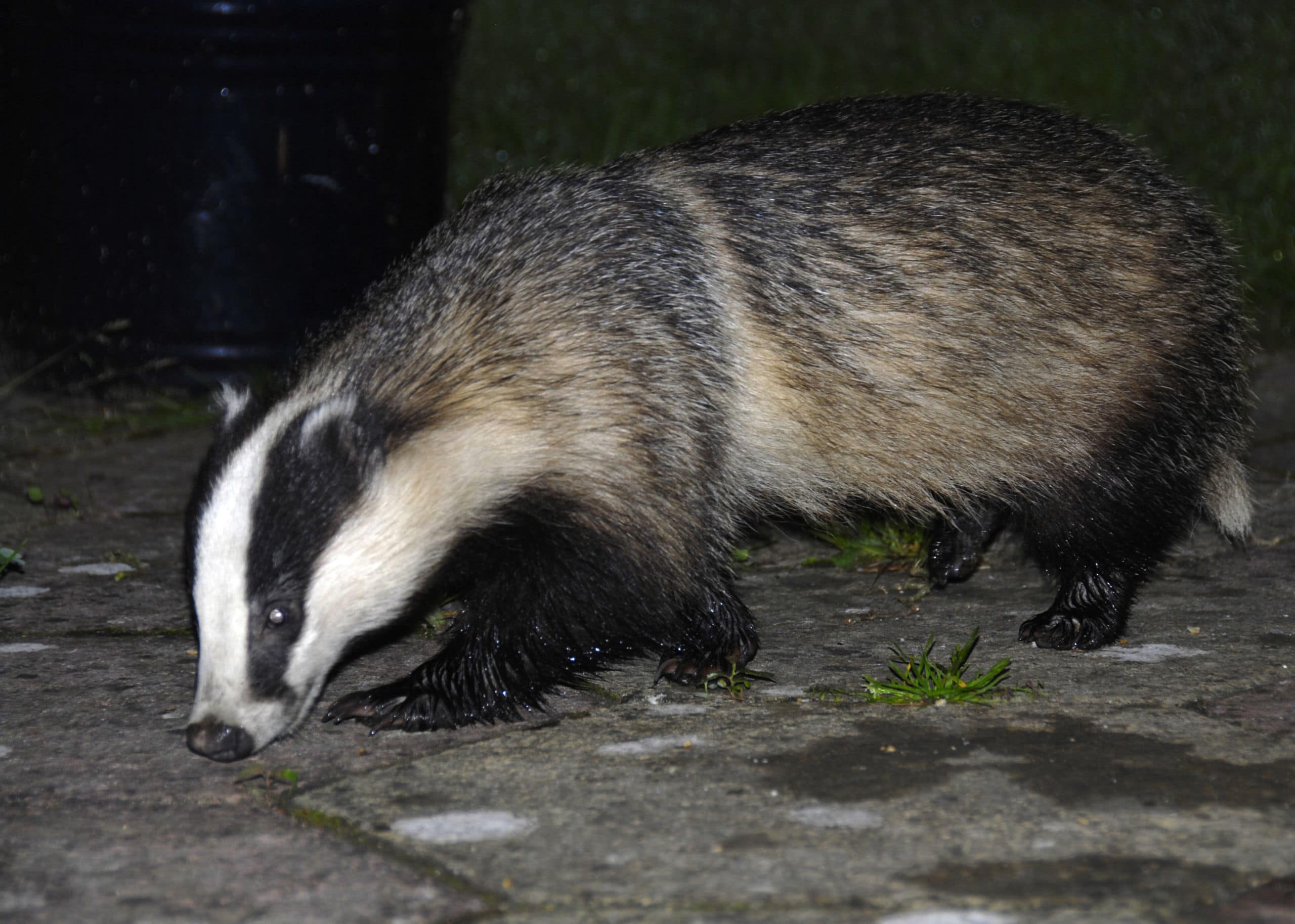 Badgers | Cornish Secrets