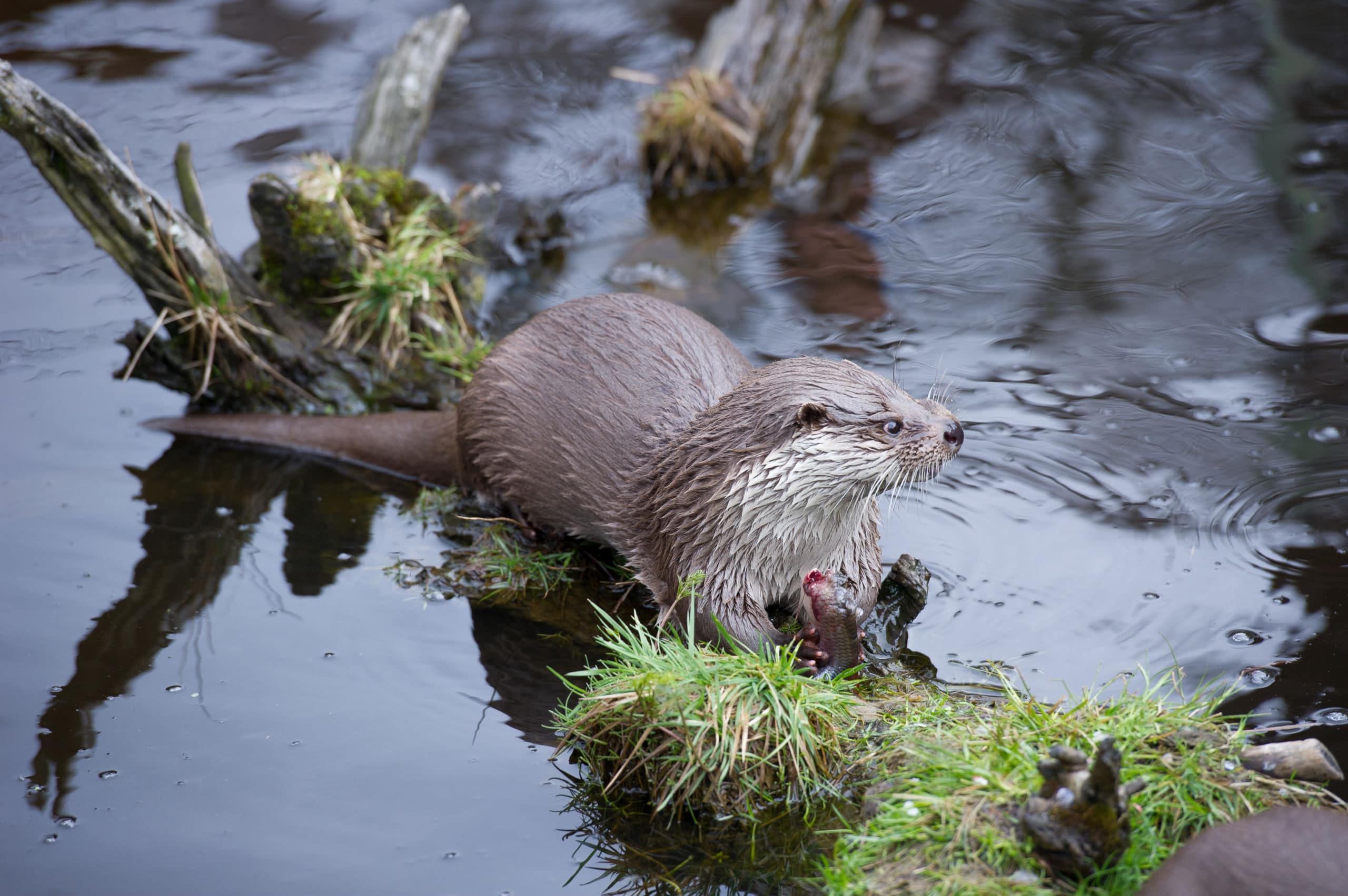 Otters | Cornish Secrets