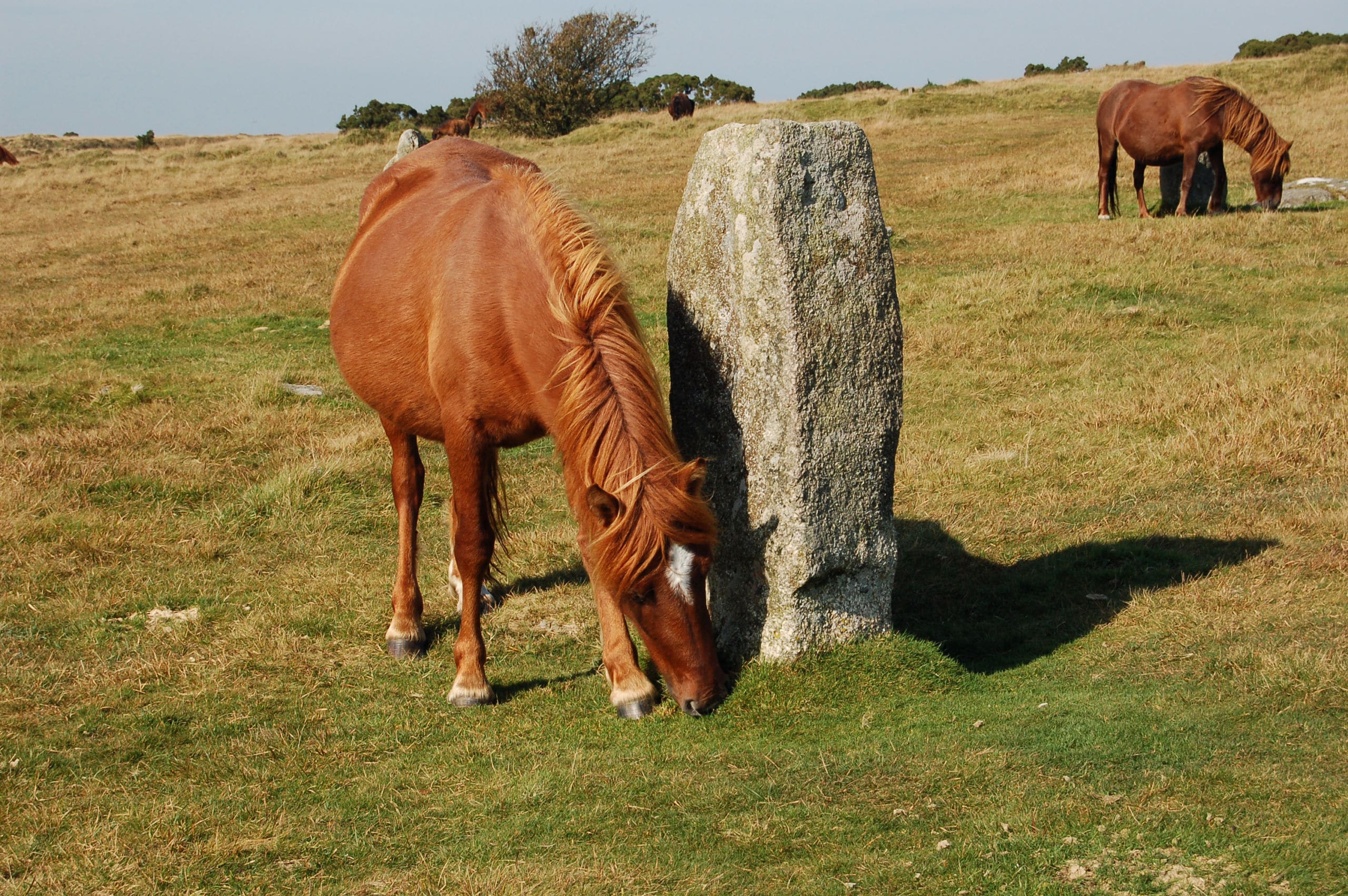 Wild Ponies | Cornish Secrets