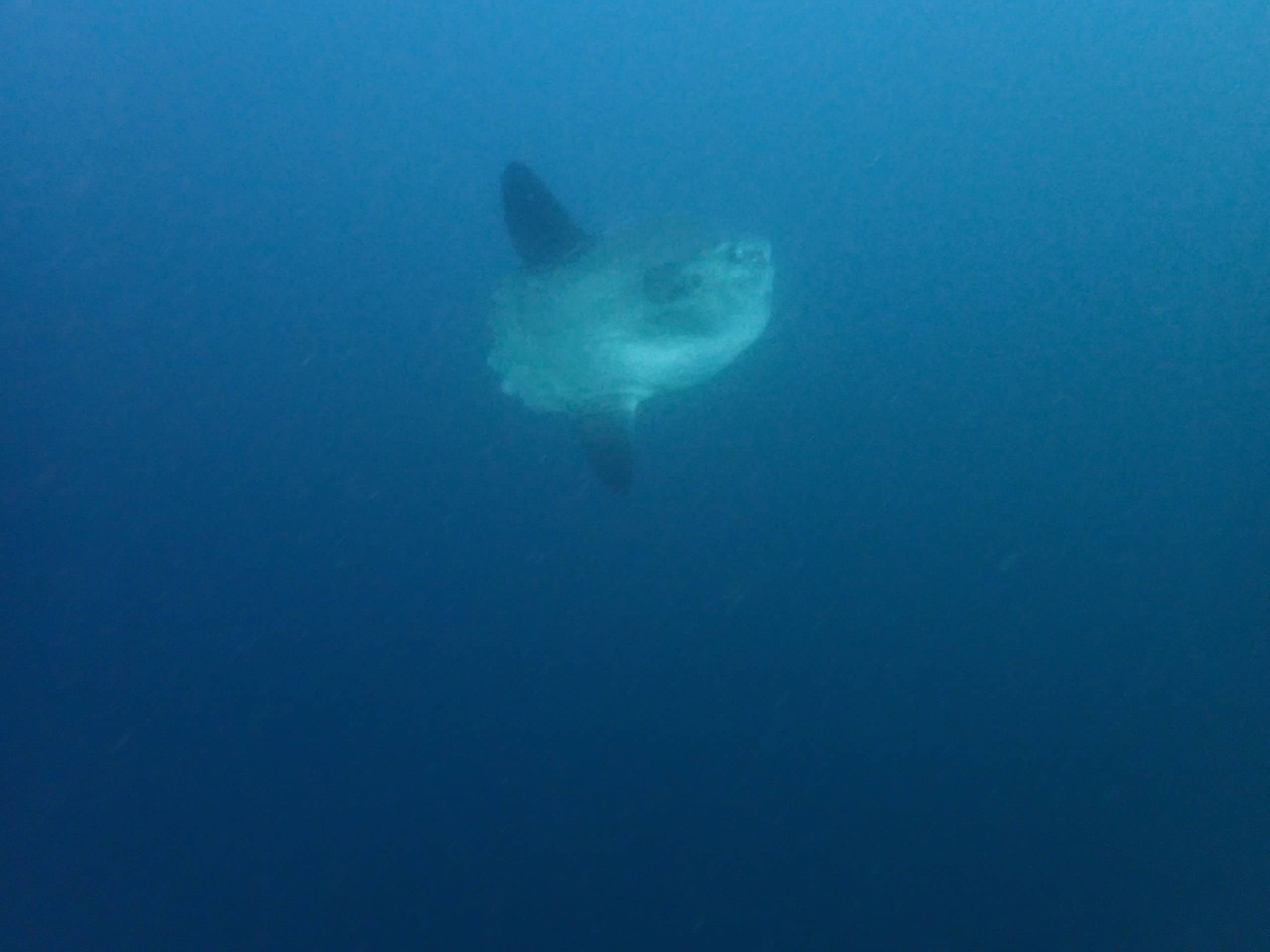 Sun Fish - Mola Mola | Cornish Secrets