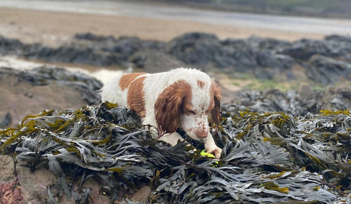 10 best dog-friendly beaches in Cornwall | Cornish Secrets