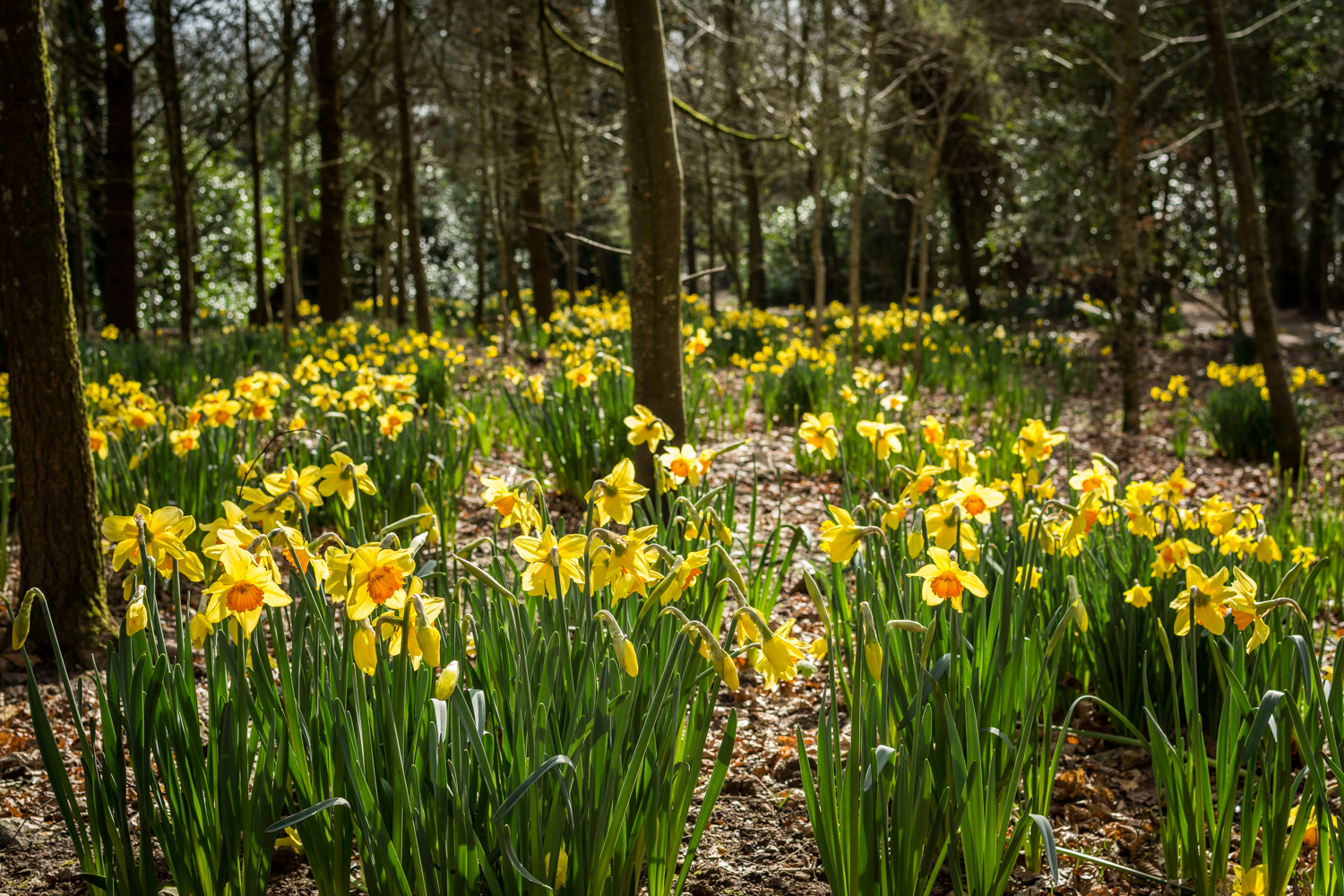 Cornwall in Spring: Where to Stay to See Blooming Gardens | Cornish Secrets