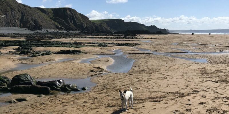 Dog Friendly Walks & Beaches in Cornwall | Cornish Secrets