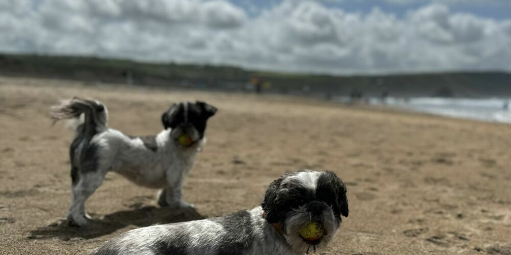 Dog Friendly Walks & Beaches in Cornwall | Cornish Secrets