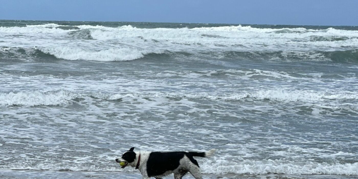 Dog Friendly Walks & Beaches in Cornwall | Cornish Secrets