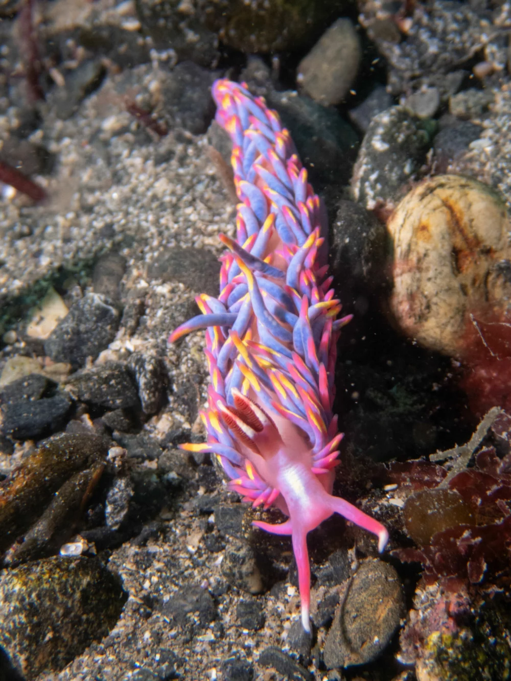 Diving in Cornwall | Cornish Secrets