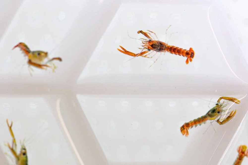 Claws for thought: The National Lobster Hatchery, Padstow | Cornish Secrets